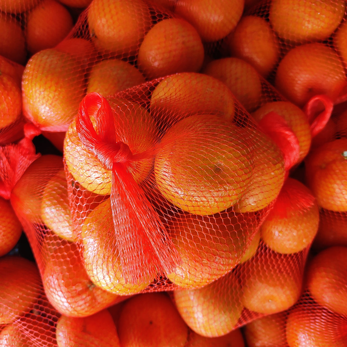 Egypt Tango Mandarin (M) [10 Pcs] – MBG Fruit Shop
