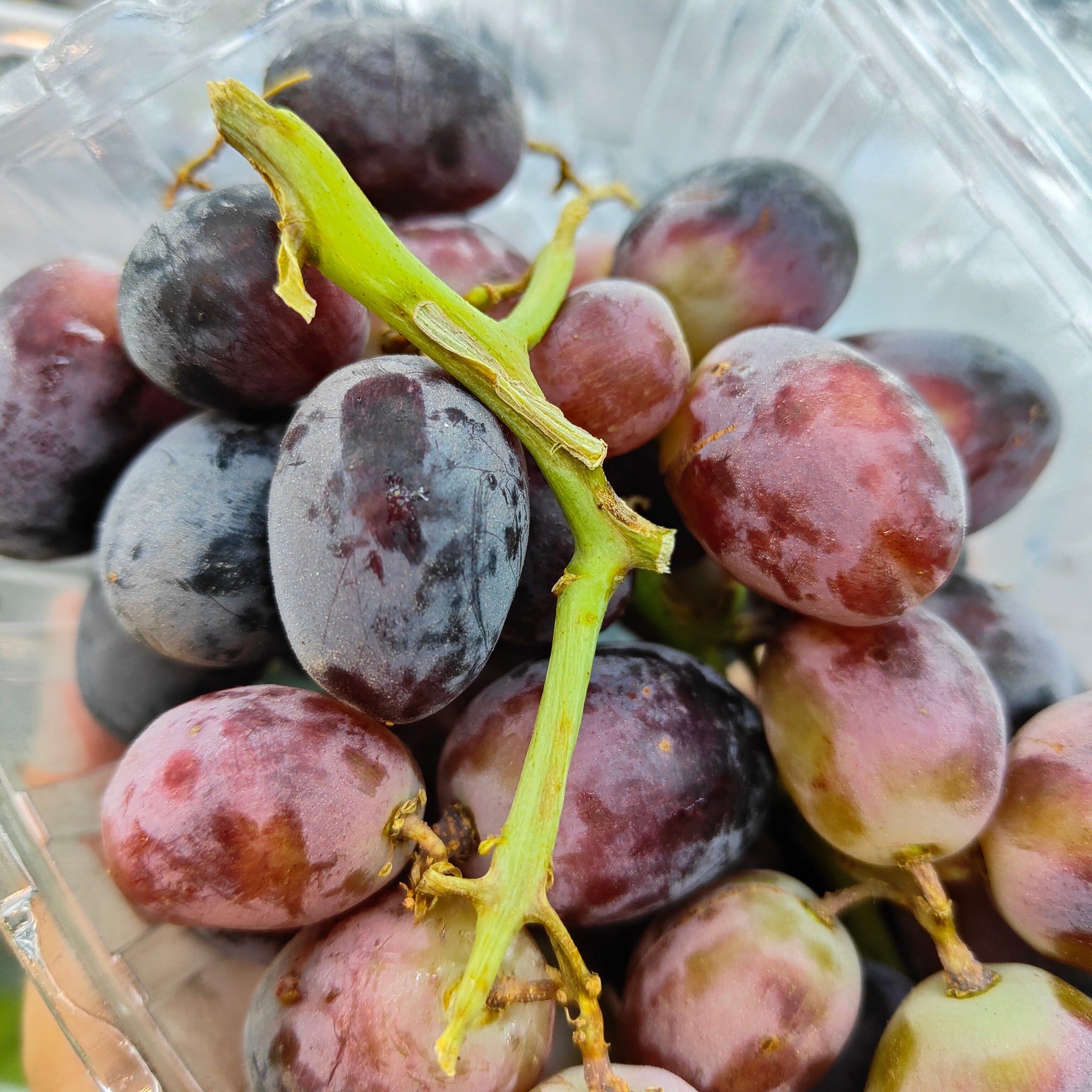 Lebanon Arra 32 Black Grapes [500G/Pack] – MBG Fruit Shop
