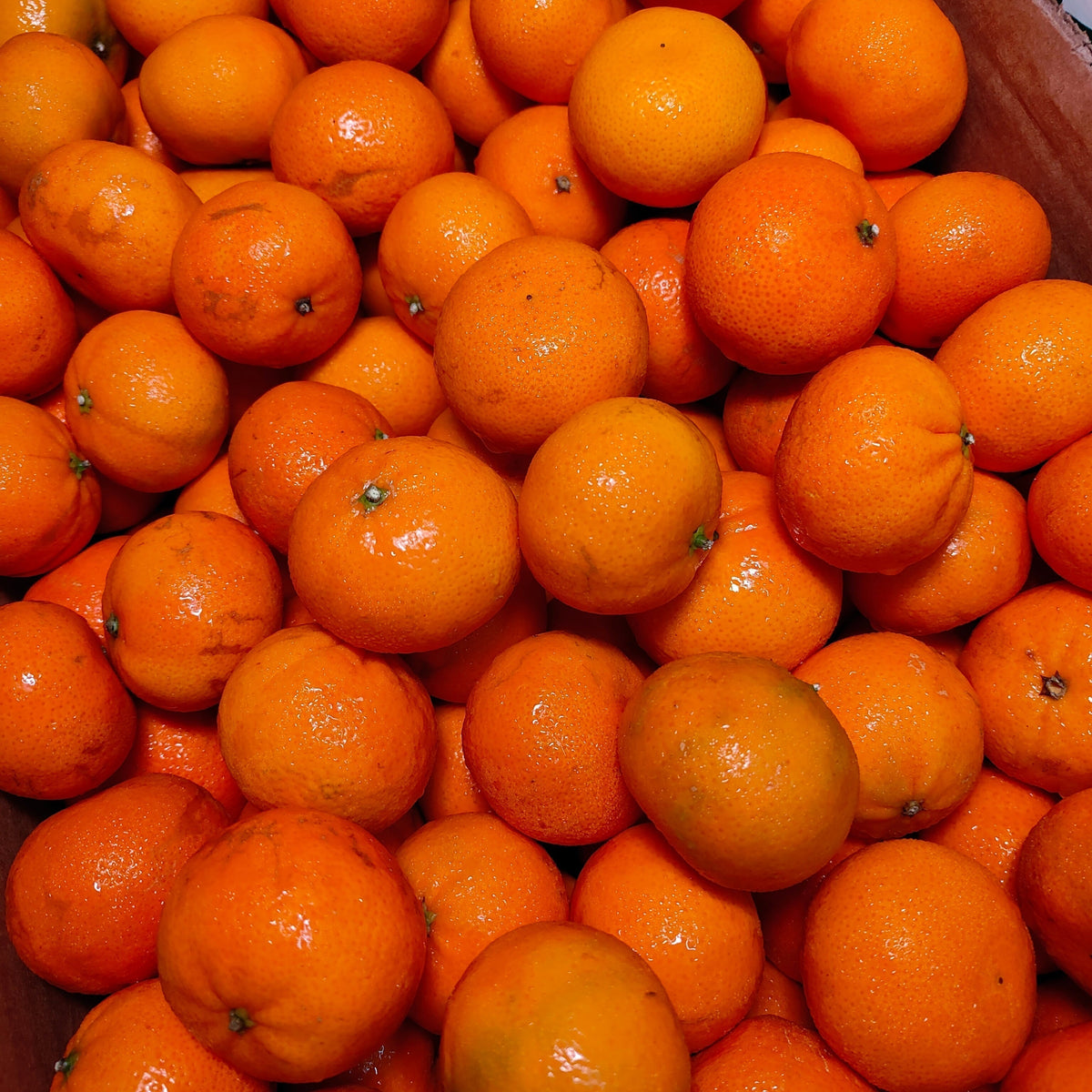 South Africa Nadorcott Tangerine (M) [20 Pcs/Pack] – MBG Fruit Shop