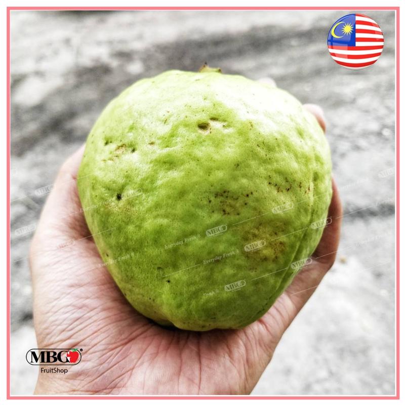 Malaysia Guava - (L) – MBG Fruit Shop